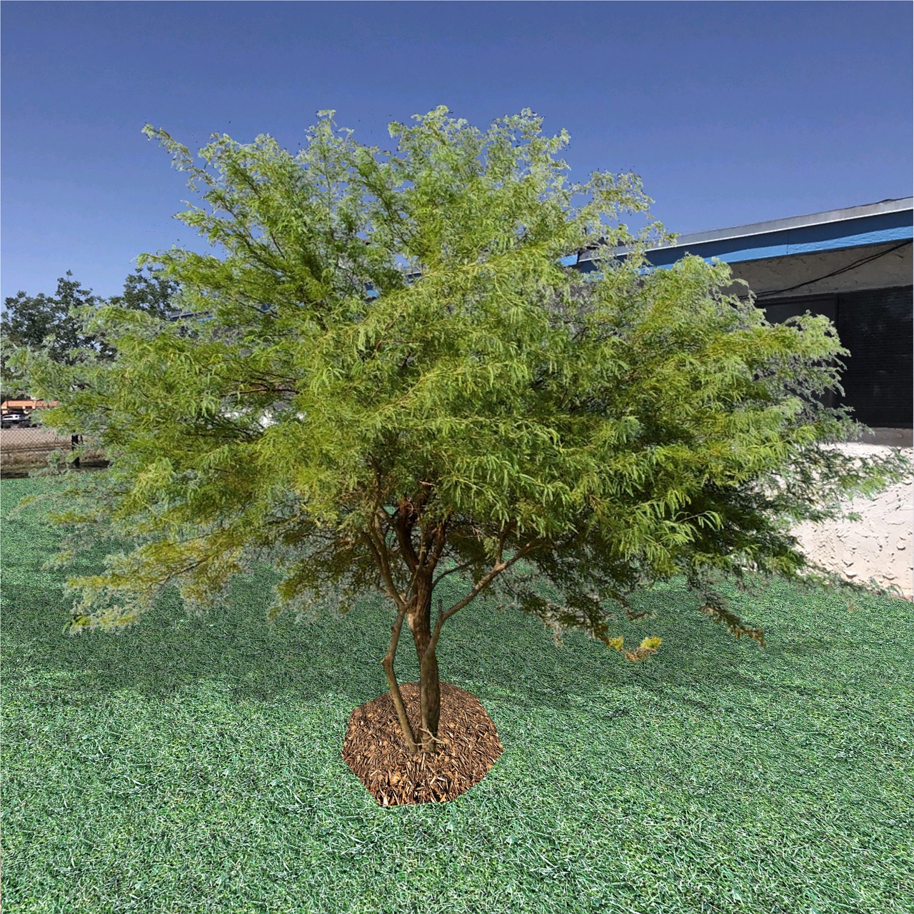 Chilean Mesquite Tree Drought Tolerant Tree Guzmansgreenhouse
