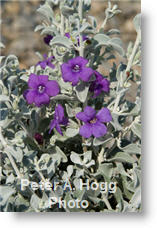 Texas sage bushes - xeriscaping or southwest | GuzmansGreenhouse.com