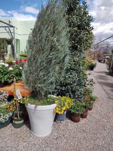 Wichita Blue Juniper - The Wichita Blue Juniper (Juniperus scopulorum ...