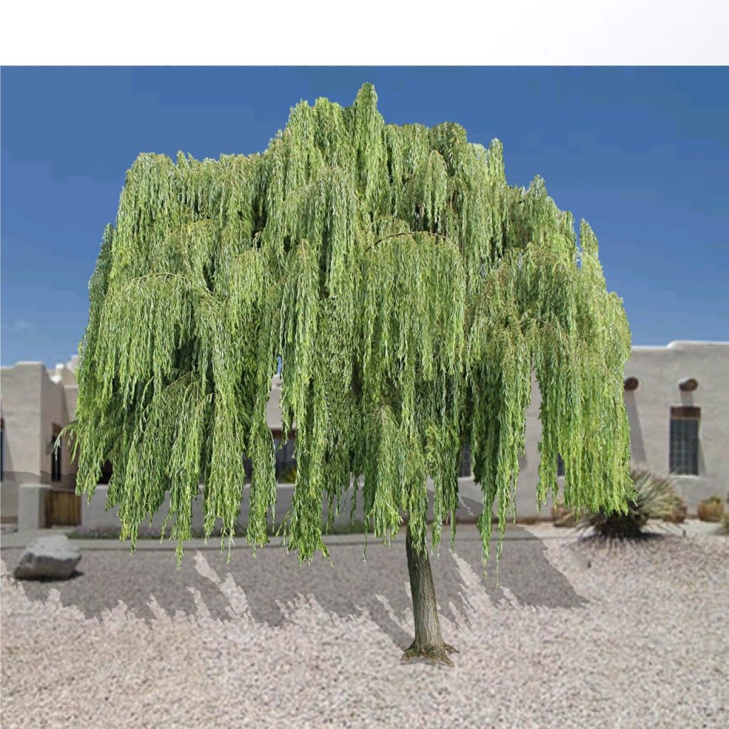 Weeping Willow Landscape - The Weeping Willow Landscape tree - (Salix ...