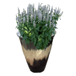 Types of Hyssop Flower - Guzman's Garden Centers