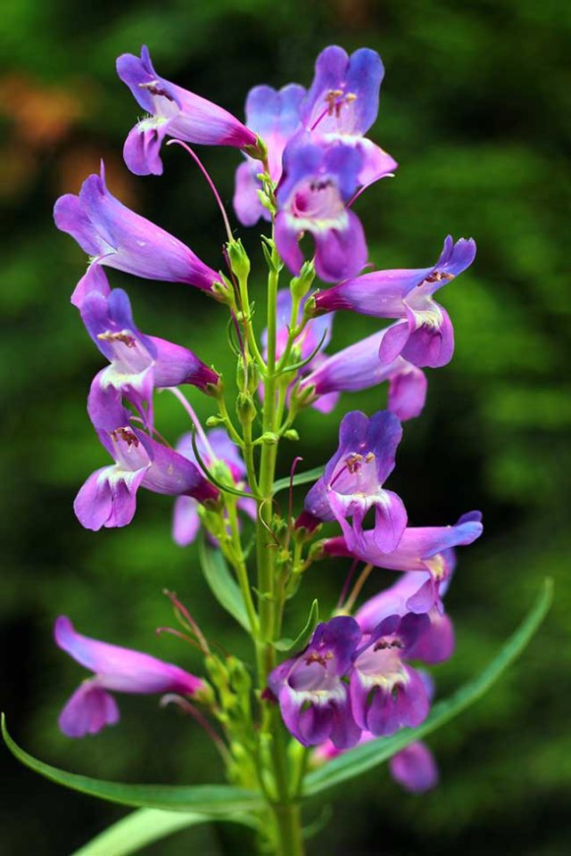 Penstemon plants landscape color - Guzman's Garden Centers