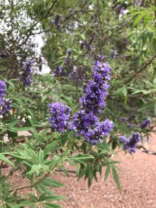 The Vitex Tree Care - Guzman's Garden Centers