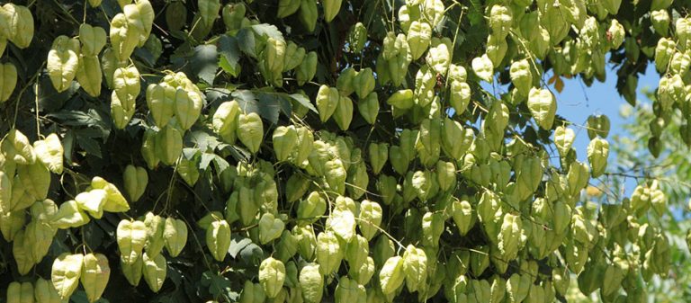 The Golden Rain Tree - The Golden Rain Tree. (Koelreuteria paniculata ...