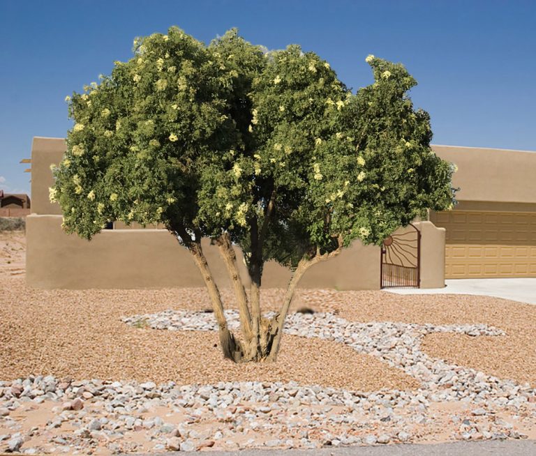 Mexican Elder Tree Southwest Landscape - 2025