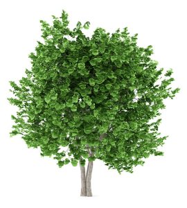 Ginkgo Biloba tree information - Guzman's Garden Centers