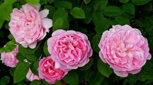 Keeping Your Roses Healthy - Keeping your roses healthy. As most of us ...