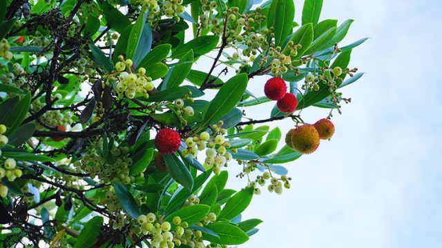 Arbutus Unedo Strawberry Tree - Guzman's Garden Centers 2023