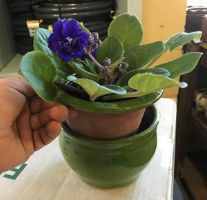 The Care of African Violets - The care of African Violets for indoor ...