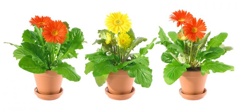 Gerbera Daisies in Pots - Guzman's Garden Centers