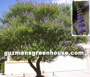 The Vitex Tree Care - Guzman's Garden Centers