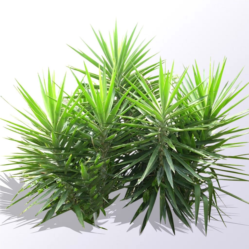 Yuccas for landscaping - 2025