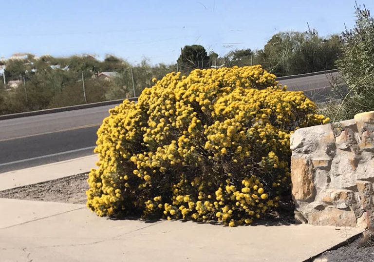 The Turpentine Bush - Guzman's Garden Centers