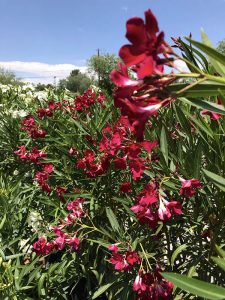 Oleander Plant Care - Oleander Plant Care (Nerium Oleander) in the ...