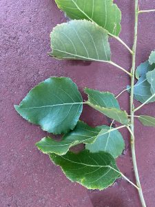 Identify trees by leaves - Guzman's Garden Centers