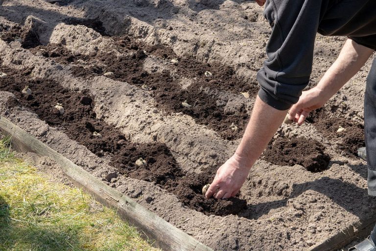 How to grow organic Potatoes - Guzman's Garden Centers