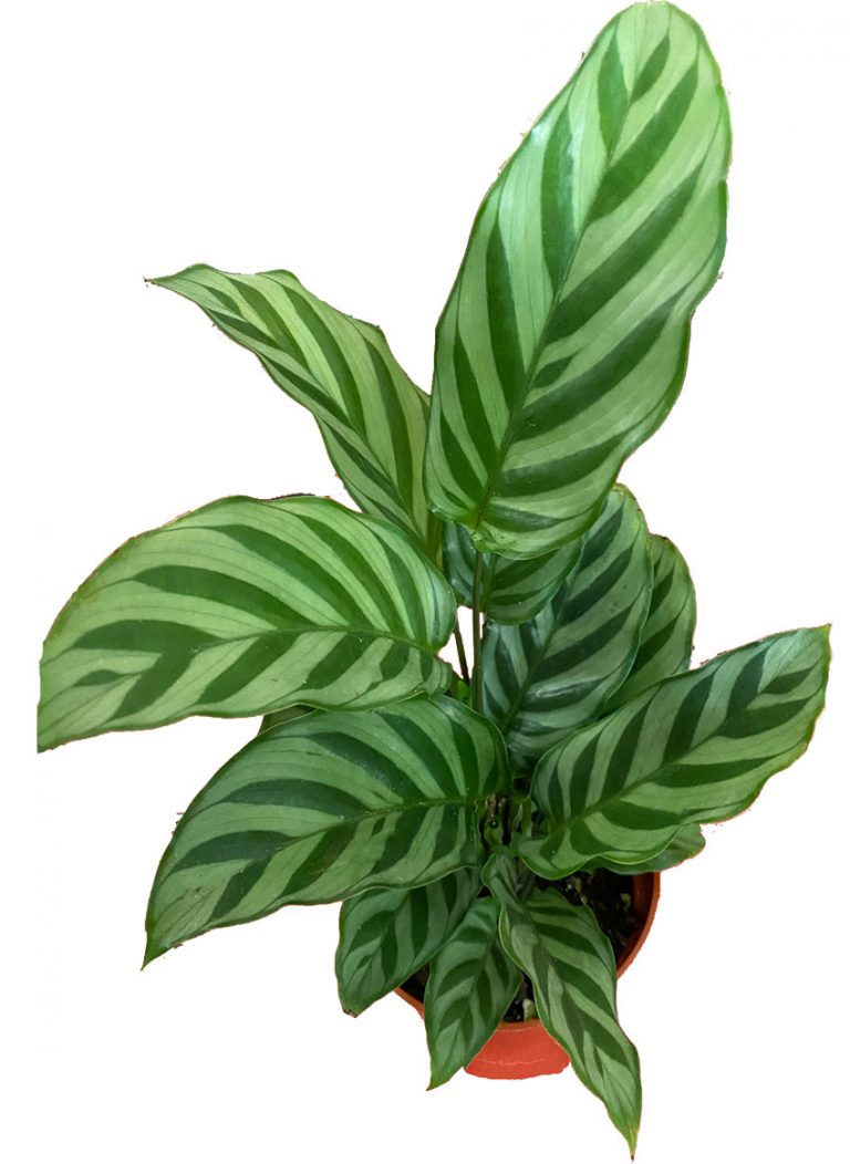 Calathea Indoor Plants: Indoor foliage plants