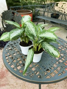 Diamond Aglaonema How to care - Guzman's Garden Centers