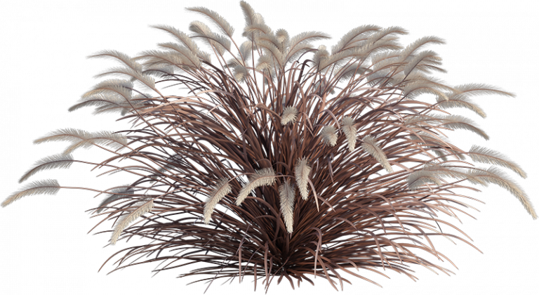 Care of Purple Fountain Grass - Guzman's Garden Centers
