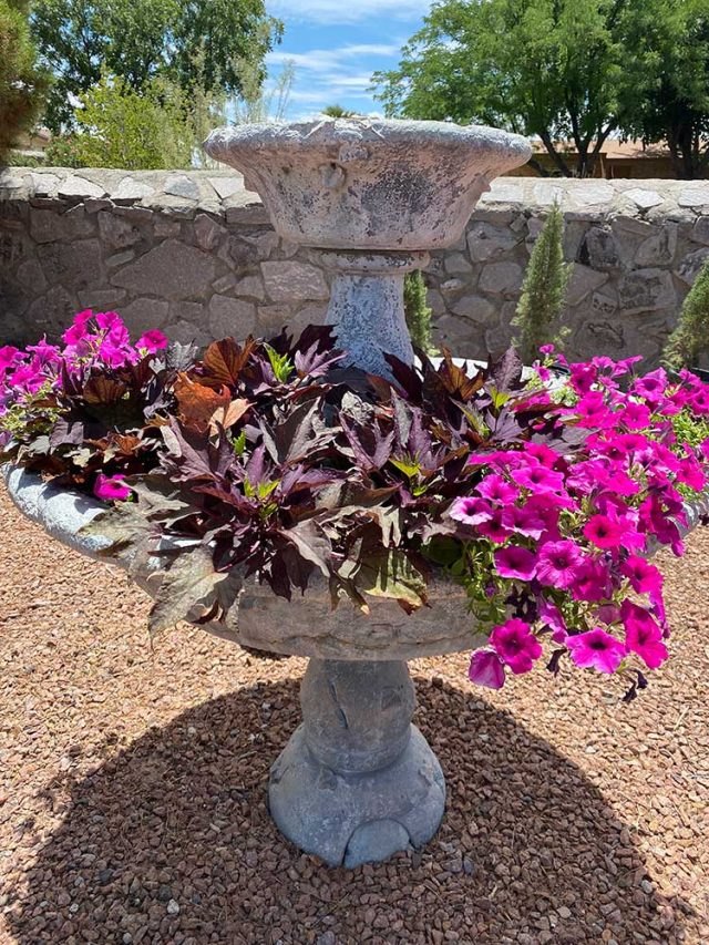 Sweet Potato Vine Plants - Sweet Potato Vine Plants will grow much like ...