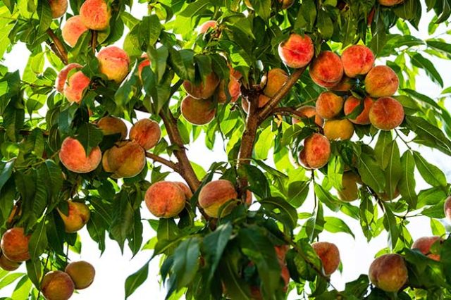 Best peach tree varieties - The best peach tree varieties for the ...