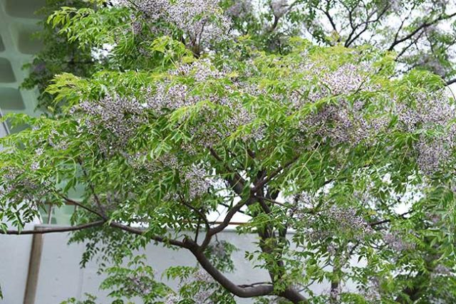 Growing Chinaberry Trees from Seed - Master the Art of Growing ...