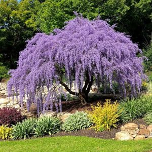 The Jacaranda Tree care - Guzman's Garden Centers