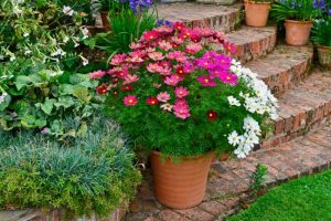 How to Care for Cosmos Plants - Guzman's Garden Centers