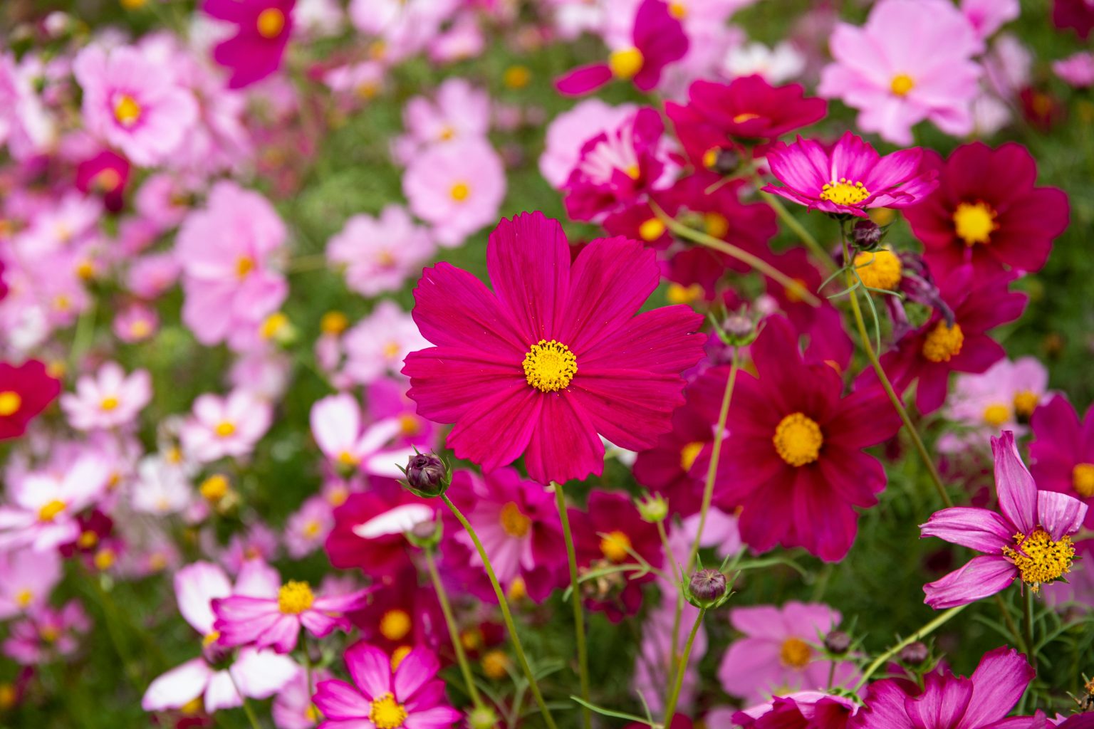 How to Care for Cosmos Plants - Guzman's Garden Centers